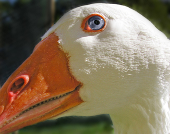 The Goose that Got Away – Alarna Rose Gray